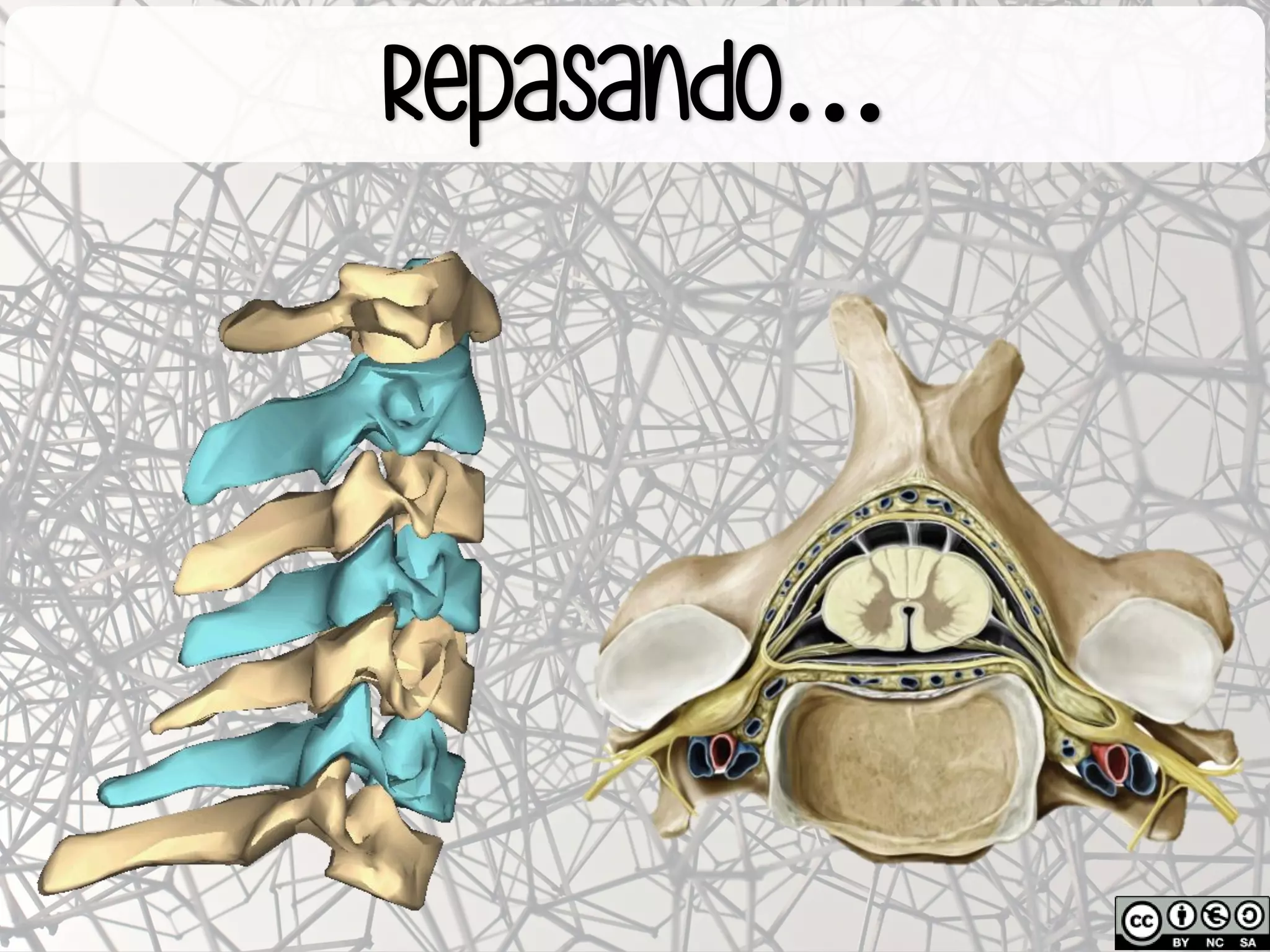 Radiculopatía vs dolor radicular | PDF