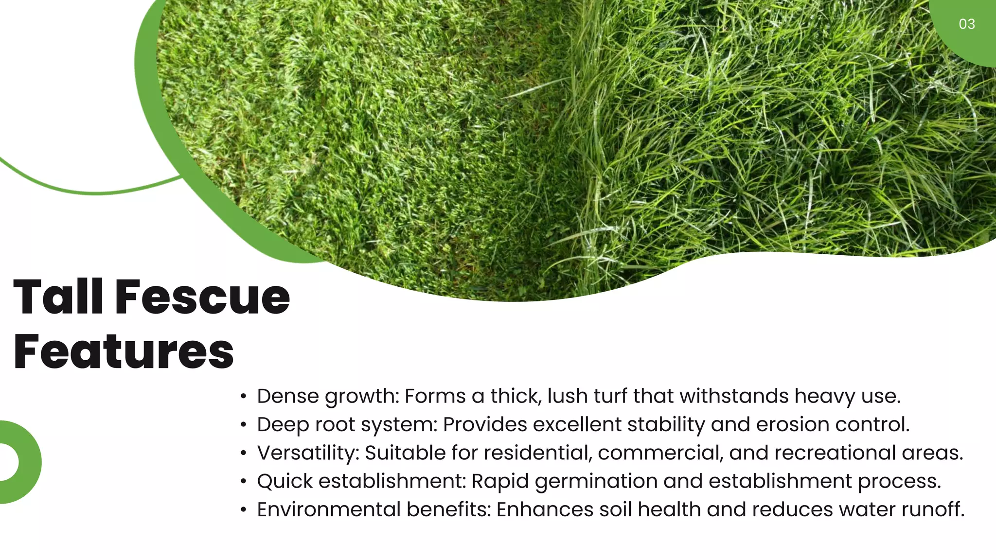 Tall Fescue | PPTX | Gardening | Home & Garden