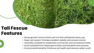 Tall Fescue | PPTX