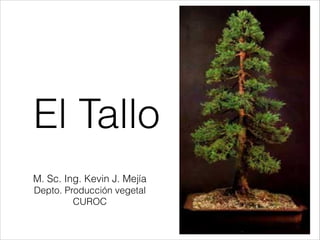 Tallo | PDF