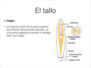 Tallo | PDF