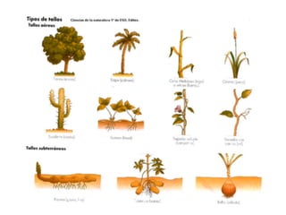 Tallo | PDF