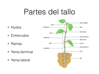 Tallo | PDF