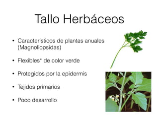 Tallo | PDF