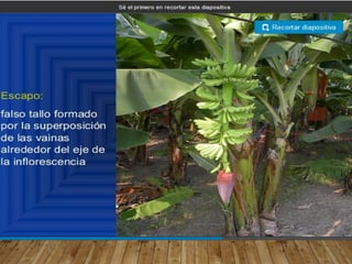 tallo : por su duracion por su ramificacion | PPTX