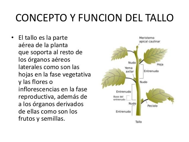 Tallo[146]