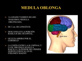 TALLO CEREBRAL 1.pptm k kl lk klklkl kl kl | PPT