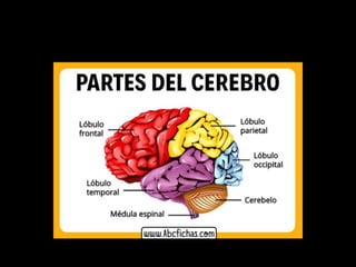 TALLO CEREBRAL 1.pptm k kl lk klklkl kl kl | PPT