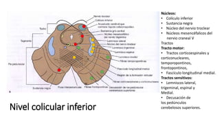 Tallo cerebral Neuroanatomia | PPTX