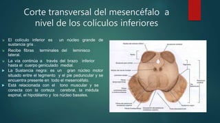 Tallo cerebral o tronco encefalico | PPTX