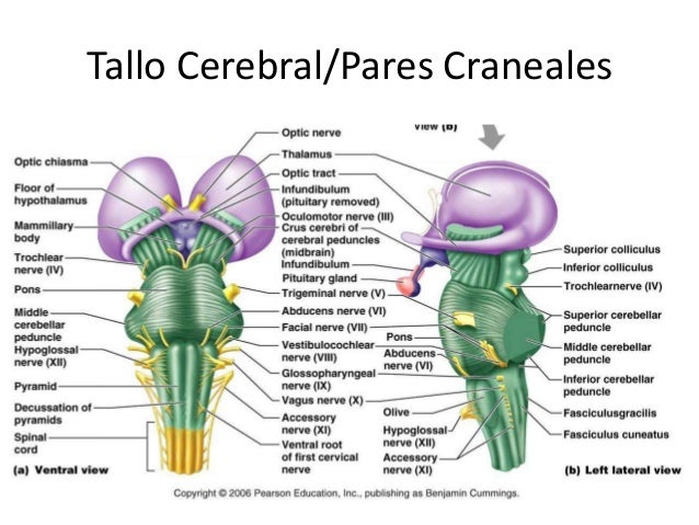 Tallo Cerebral Pares Craneales 12