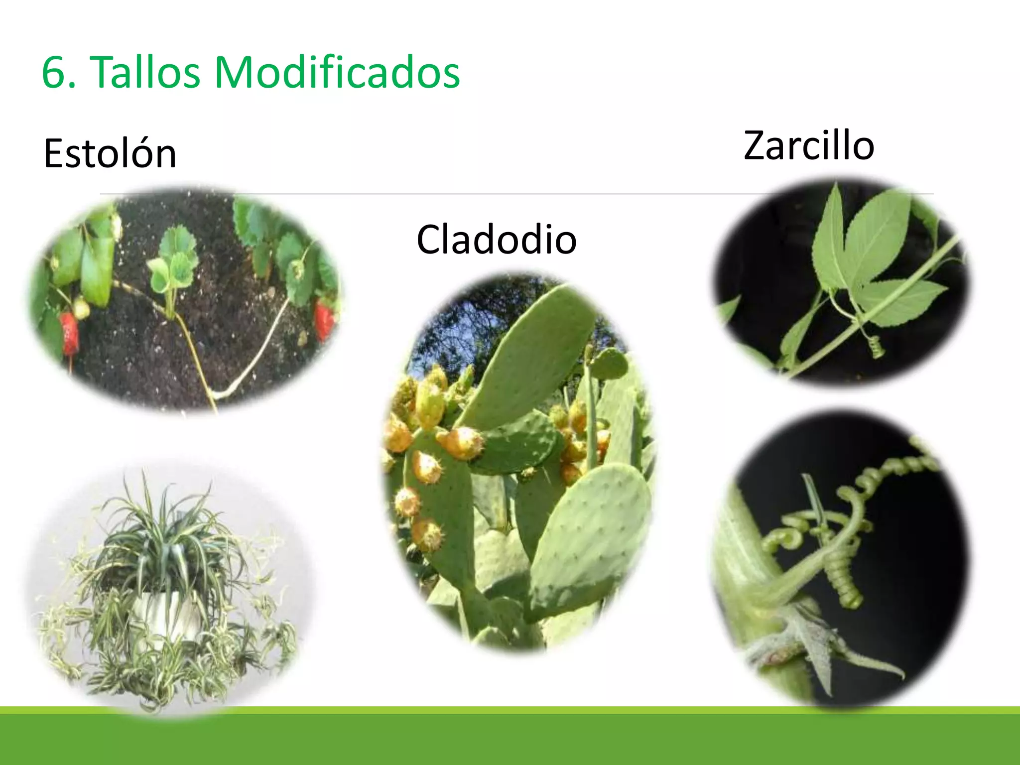 TALLO DE UNA PLANTA JUAN SEBASTIAN SILVA FREIRE.ppt | Biological ...
