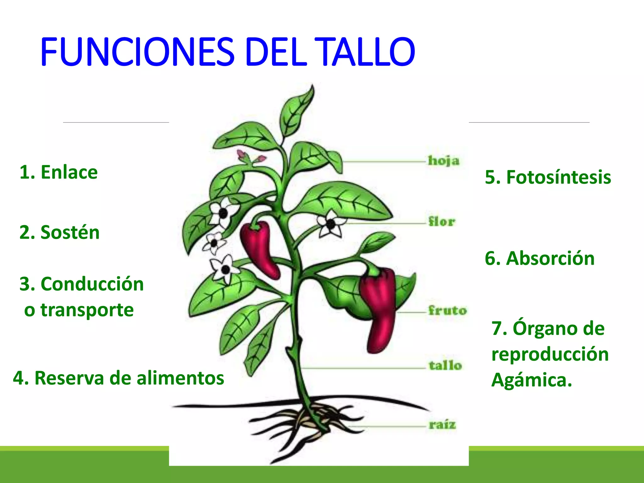 TALLO DE UNA PLANTA JUAN SEBASTIAN SILVA FREIRE.ppt | Biological ...