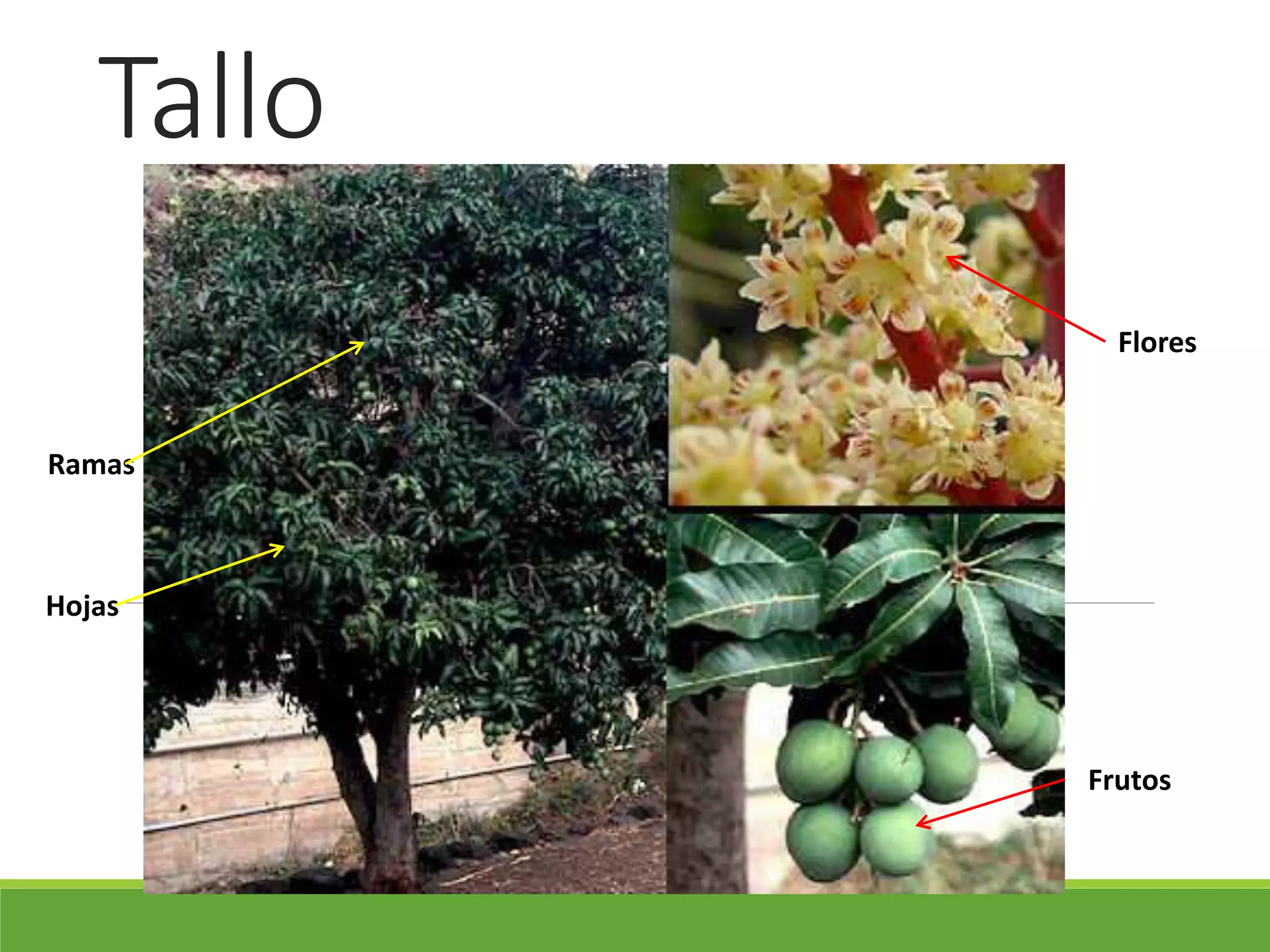 TALLO DE UNA PLANTA JUAN SEBASTIAN SILVA FREIRE.ppt | Biological ...