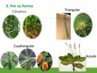 TALLO DE UNA PLANTA JUAN SEBASTIAN SILVA FREIRE.ppt