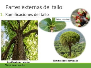 TALLO DE UNA PLANTA JUAN SEBASTIAN SILVA FREIRE.ppt