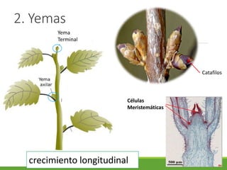 TALLO DE UNA PLANTA JUAN SEBASTIAN SILVA FREIRE.ppt