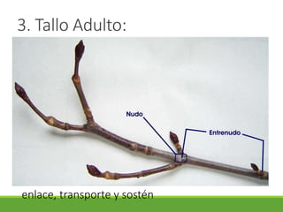 TALLO DE UNA PLANTA JUAN SEBASTIAN SILVA FREIRE.ppt