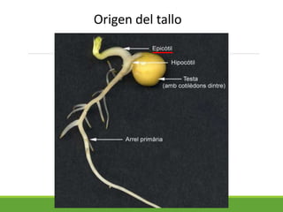 TALLO DE UNA PLANTA JUAN SEBASTIAN SILVA FREIRE.ppt