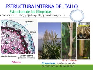 TALLO DE UNA PLANTA JUAN SEBASTIAN SILVA FREIRE.ppt