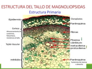 TALLO DE UNA PLANTA JUAN SEBASTIAN SILVA FREIRE.ppt