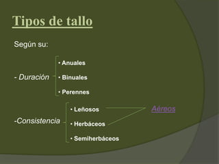 El tallo | PPTX