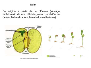 Tallo_presentacion.pptx