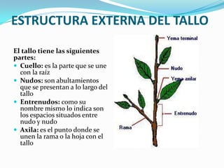 Tallo vegetal | PPTX