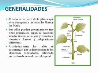 Tallo vegetal | PPTX