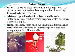 Tallo vegetal | PPTX