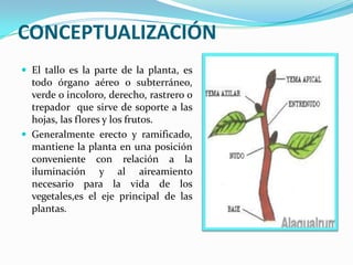 Tallo vegetal | PPTX