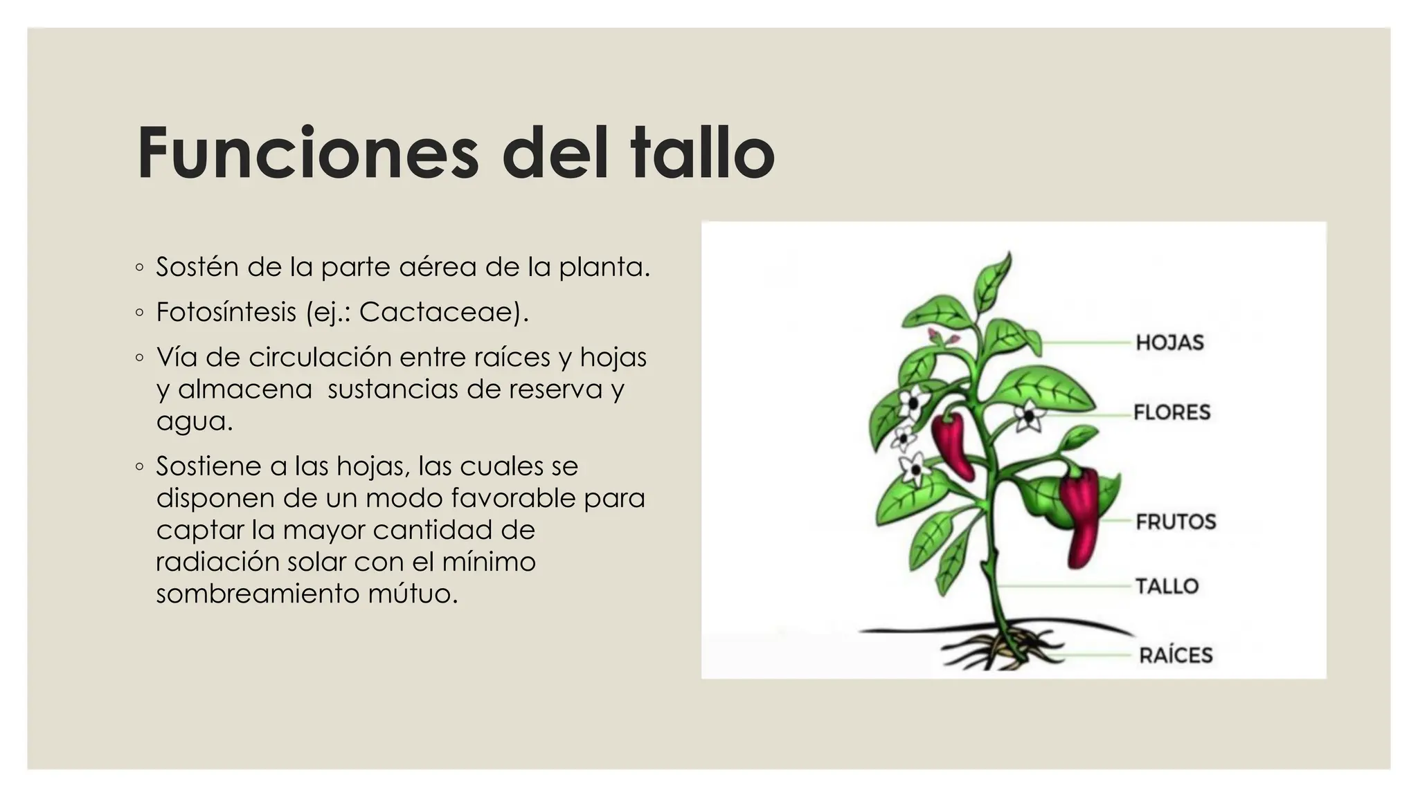 el tallo y sus tres sistemas de tejidos: el dérmico, el fundamental y ...