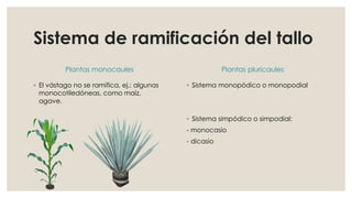 el tallo y sus tres sistemas de tejidos: el dérmico, el fundamental y ...