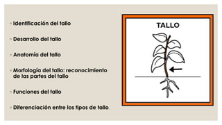 el tallo y sus tres sistemas de tejidos: el dérmico, el fundamental y ...