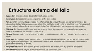 el tallo y sus tres sistemas de tejidos: el dérmico, el fundamental y ...