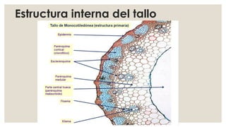 el tallo y sus tres sistemas de tejidos: el dérmico, el fundamental y ...