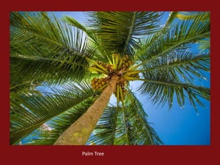 Talpatat Sephai Presentation 2.pptx