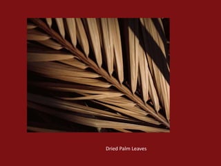 Talpatat Sephai Presentation 2.pptx