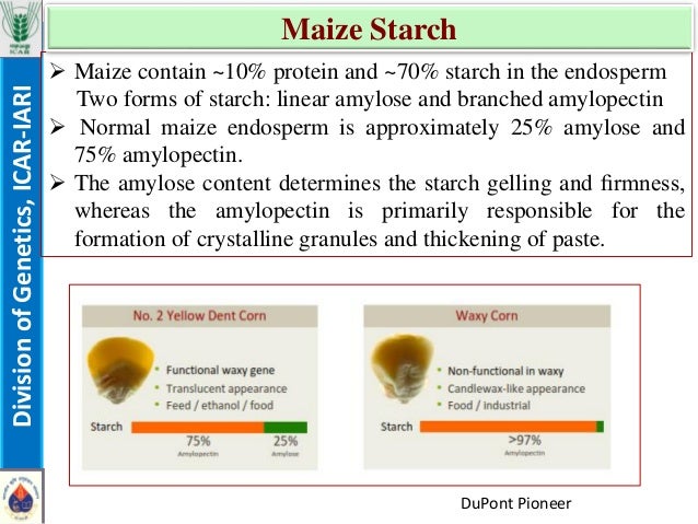 Marker-assisted introgression of waxy1 gene into elite inbreds for en…
