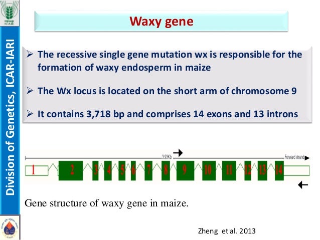 Marker-assisted introgression of waxy1 gene into elite inbreds for en…