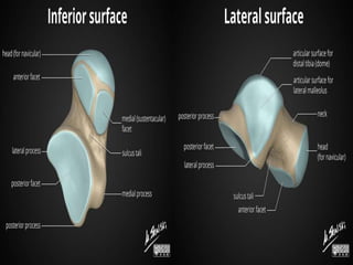 Talus body fracture management | PPT