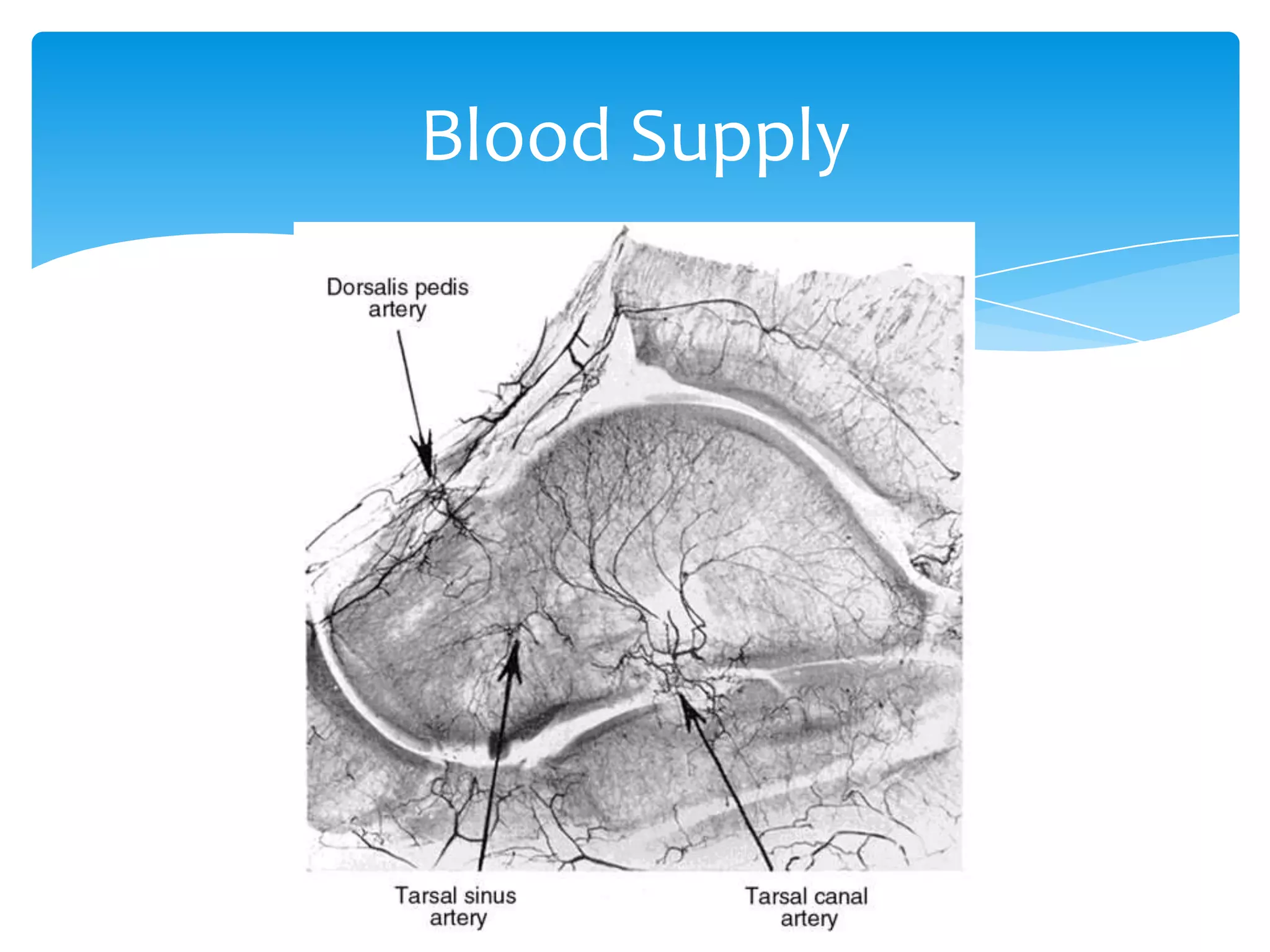 Talus anatomy, blood supply & fractures | PPTX | Death, Injury, or ...