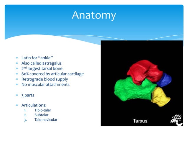 Talus anatomy, blood supply & fractures | PPTX | Death, Injury, or ...