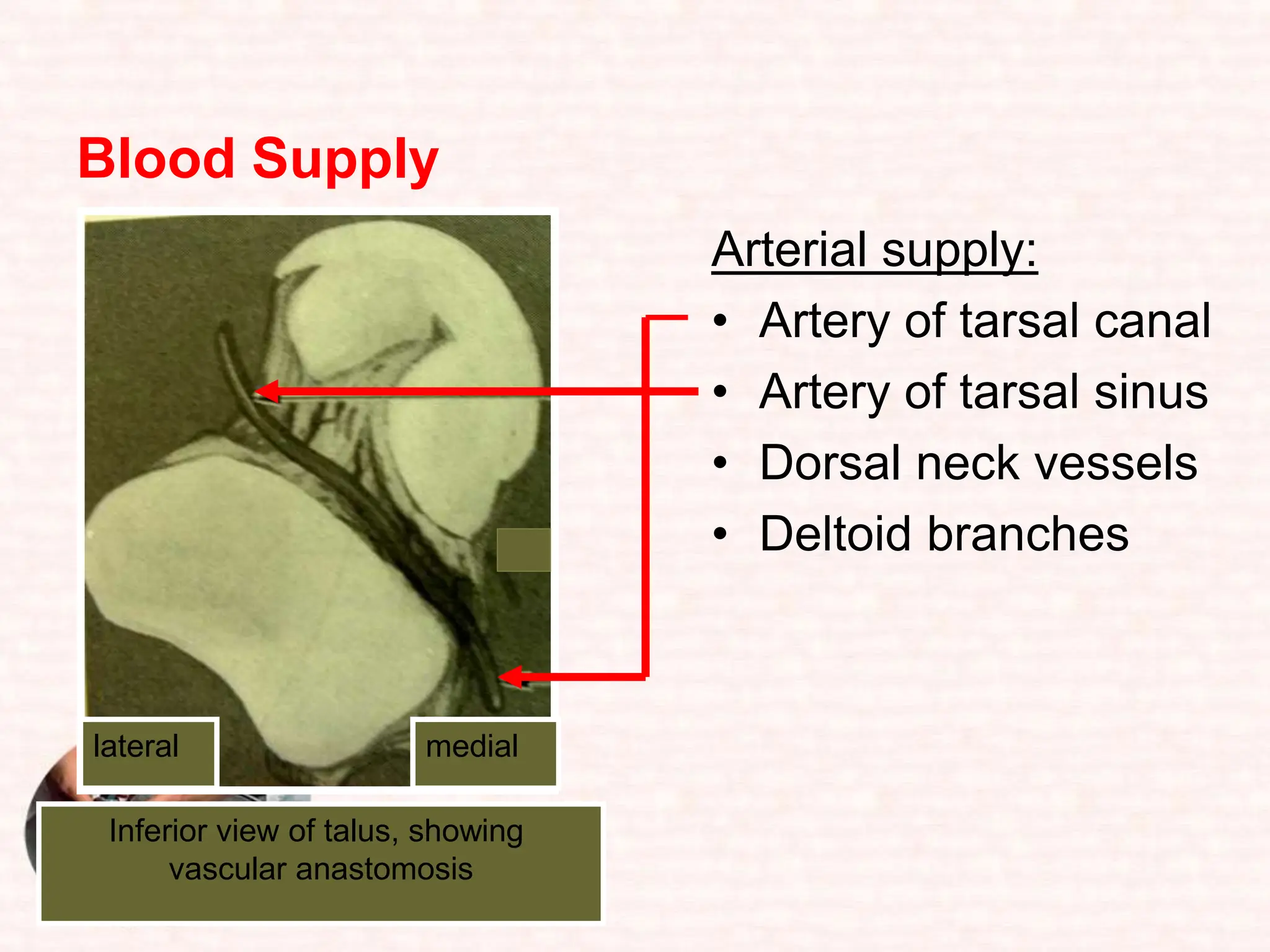 TALUS FRACTURES Classified clinical features and management | PPT