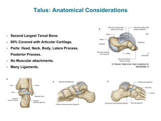 Parts Of Talus Bone