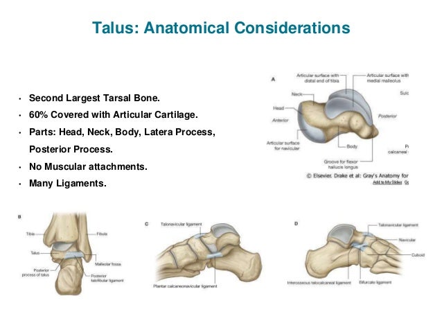 Talus fracture treatment algorithm