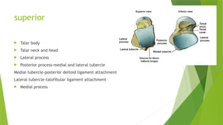 TALUS fracture principles and management.ppt