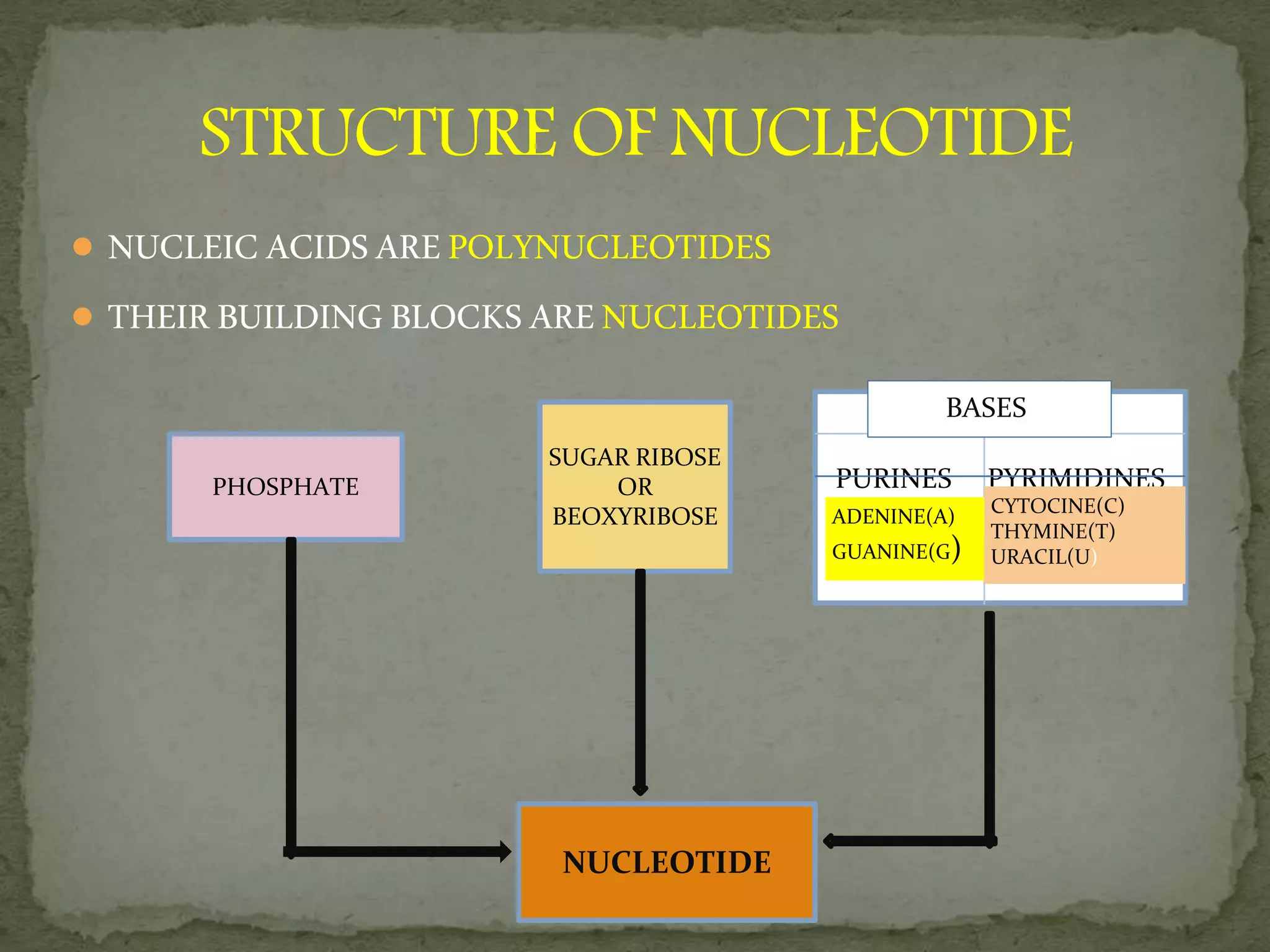 nucleic acids- the dna and rna | PPTX