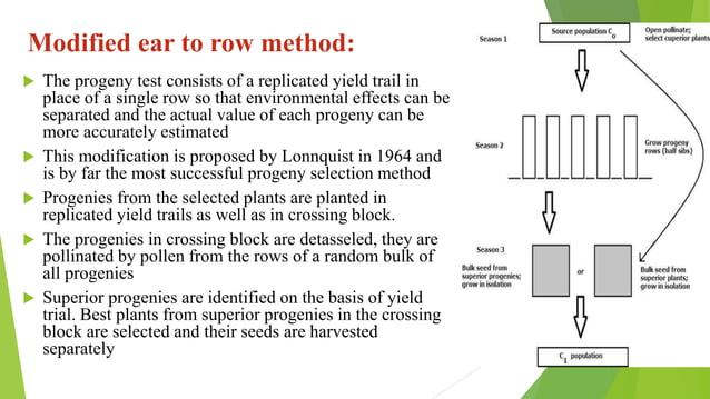 Breeding Methods in Cross Pollinated crops, Mass Selection, Ear to row ...