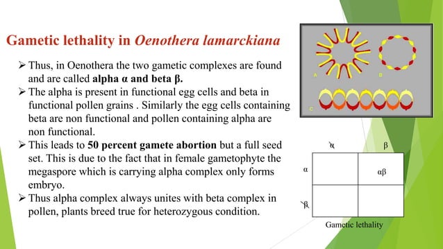 Balanced Lethals and Chromosome Complexes | PPTX